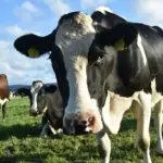 کتنے گائے رہتے ہیں: گھر میں اوسط مدت، سال کی طرف سے میز 4525_3