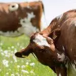 Hoeveel koeie leef: Gemiddelde duur by die huis, tabel vir jaar 4525_4