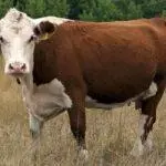 มีกี่วัวที่มีชีวิตอยู่: ระยะเวลาเฉลี่ยที่บ้านตารางตามปี 4525_7