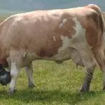 كم عدد الأبقار المباشرة: متوسط ​​مدة في المنزل، الجدول حسب السنة 4525_8