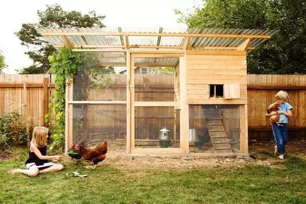 خانه مرغ ساخته شده است
