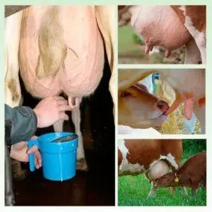 Sa herë në ditë dhe në ditë ju duhet të qumështoni një lopë dhe çfarë ndikon në numrin e dot
