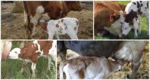Top 5-methoden zoals u kunt kalf zuigen koe en veterinarov tips