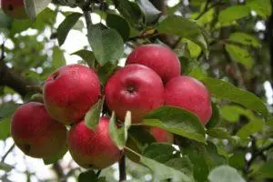 Opis i karakteristike veterana veterana jabuka, slijetanja, kultivacije i skrbi
