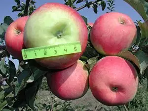 Specifikimet e Apple Apple Prima, Përshkrimi i nënprejeve, kultivimit dhe rendimentit
