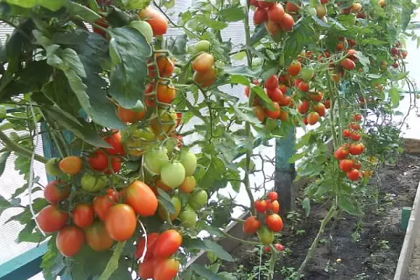 Descrição do grau de tomate Burzdeva e suas características