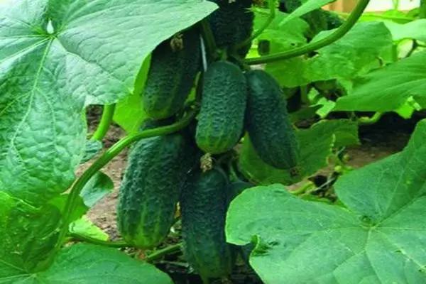 Cucumber mismo ang kahingpitan