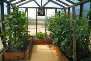 Τι μπορεί να φυτευτεί με αγγούρια σε ένα θερμοκήπιο με τη συμβατότητα των φυτών