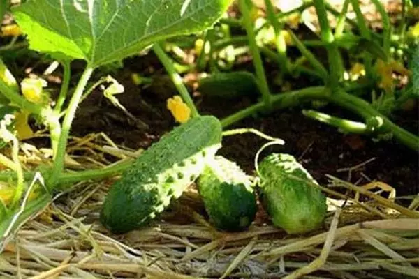 Cucumbers उत्पन्न