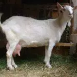 Gorky breed of goats: description and characteristics, pros and cons, care 4551_1