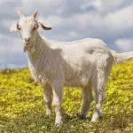 Gorky Raig de cabres: Descripció i característiques, pros i contres, cura 4551_2