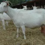 Gorky breed ng kambing: paglalarawan at mga katangian, mga kalamangan at kahinaan, pangangalaga 4551_3
