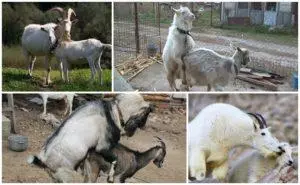 Normes i els 3 millors mètodes de cabres d'aparellament, a quina edat és permissible