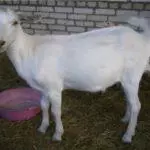 Gorky Rokken fan geiten: Beskriuwing en skaaimerken, foar- en neidielen, soarch 4551_6
