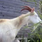 Gorky Raig de cabres: Descripció i característiques, pros i contres, cura 4551_7