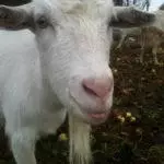 Gorky Raig de cabres: Descripció i característiques, pros i contres, cura 4551_8