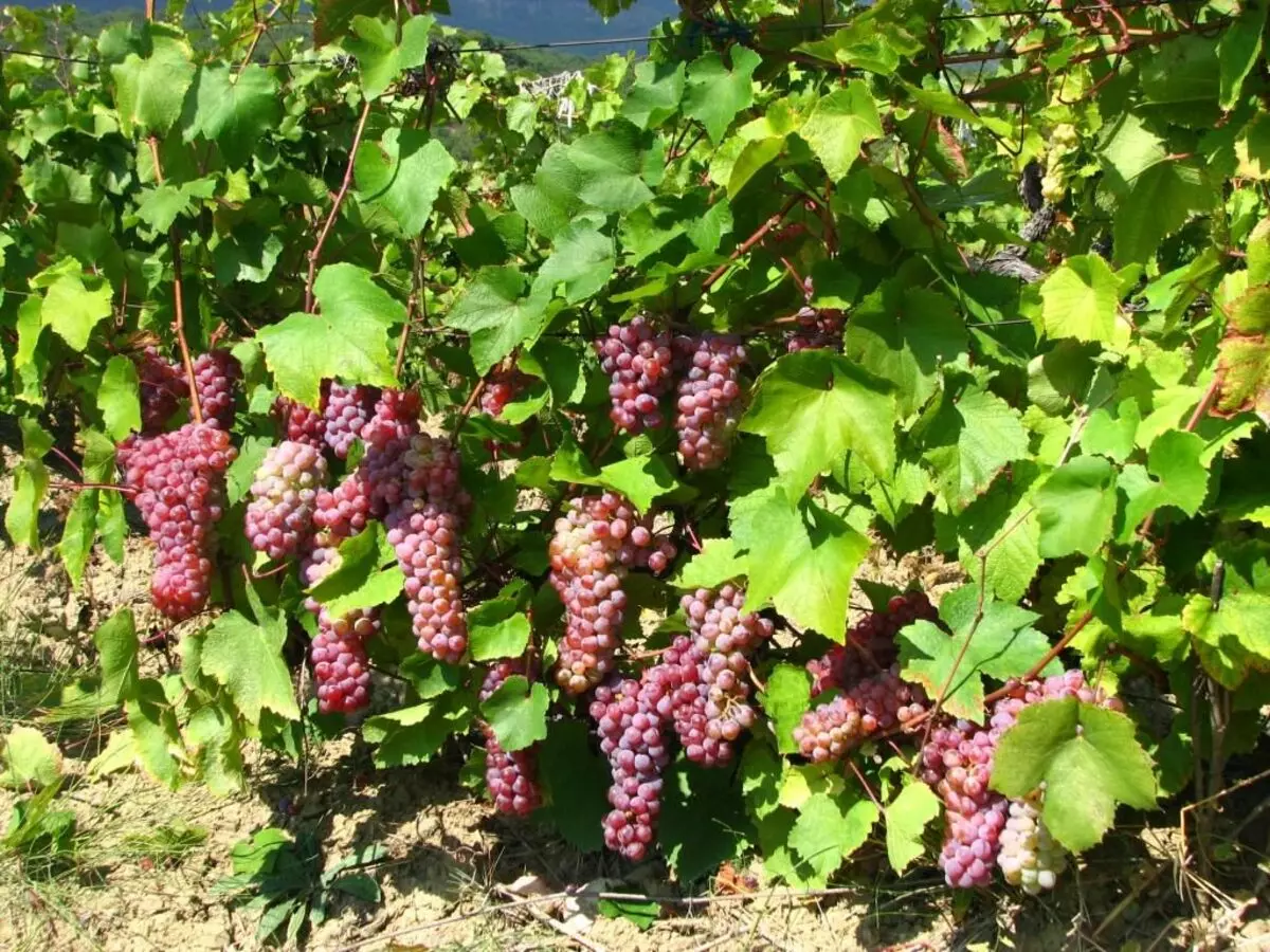 Druiven druiventramner