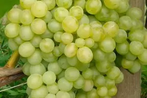 Описание и характеристики на гроздето на разнообразие от наслада и неговите сортове, характеристики на засаждането и грижите