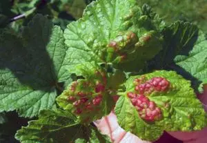 Que facer se as manchas vermellas apareceron nas follas de uvas, como tratar e que procesar