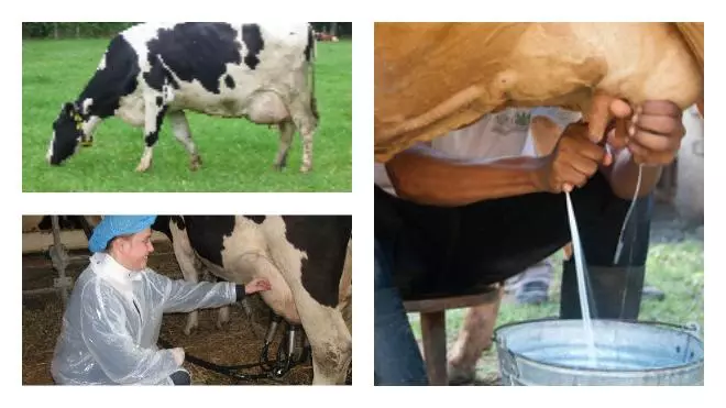 कैलविंग के बाद एक गाय को अलग करने के लिए: वीडियो के साथ घर पर शिक्षण के लिए नियम