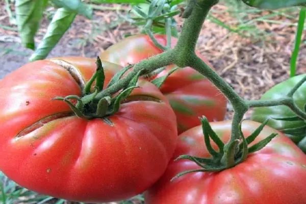 ٹماٹر Canara: مختلف قسم کی خصوصیات اور وضاحت، تصاویر کے ساتھ پیداوار