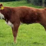 在肉上生長公牛：無論是在家裡繁殖和商業成本 4565_13