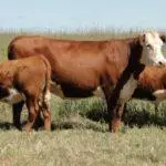 Uzgoj bikova na mesu: bilo uzgajivanje kod kuće i poslovnih troškova 4565_14
