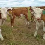 Отглеждане на бикове на месо: независимо дали се размножават у дома и бизнес разходите 4565_15