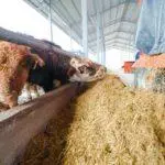 肉の雄牛の育った雄牛：自宅での繁殖と業務費用であるかどうか 4565_2