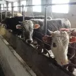 Kasvavat härkät lihaa: onko kasvatus kotona ja liiketoiminnan kustannukset 4565_3
