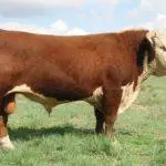 Bulls croissants sur la viande: si la reproduction à la maison et aux coûts des entreprises 4565_4
