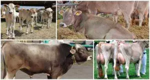 ଘରେ ଗା cow ପାଇଁ କିପରି ସଠିକ୍ ଭାବରେ ଯତ୍ନବାନ ହେବ, ଟିପ୍ସ ଆରମ୍ଭକାରୀ |