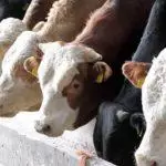 Отглеждане на бикове на месо: независимо дали се размножават у дома и бизнес разходите 4565_7