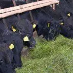 Rastoči biki na mesu: Ali vzreja doma in poslovni stroški 4565_9