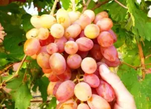 Opis grozdja Juliana in značilnosti donosa, posebnosti rasti
