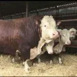 Bulls Fatpening: ny sakafo mahomby indrindra ka mahazo lanja haingana 4575_12