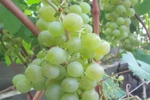 Popis a charakteristika, výhody a nevýhody vinobraní vinobraní a pěstování