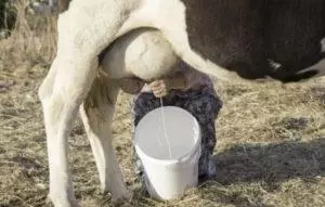 Када се након крављег хотела можете пити млеко и колико је дана боја