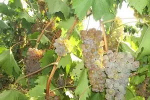 Description and characteristics of grapes Rkaziteli varieties, selection history and care rules