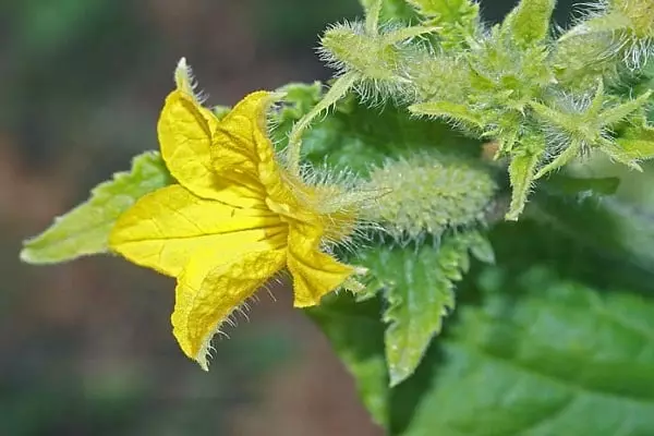 In protte lege blommen