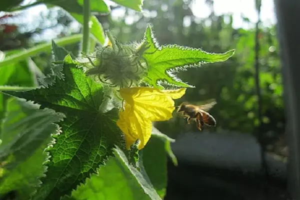 ಬೀ ಹಾರಿಹೋಯಿತು