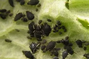 Bagaimana untuk menangani aphids pada timun oleh remedi rakyat