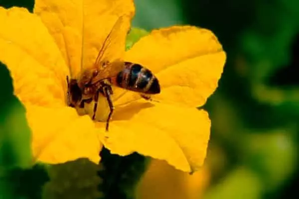 Haus mat Bienen