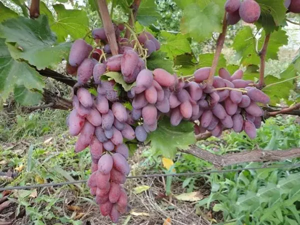 Viinamarjad kasvasid