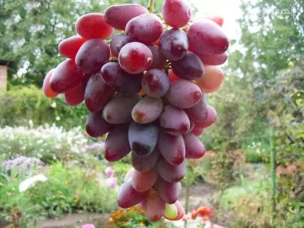 Uvas creceron