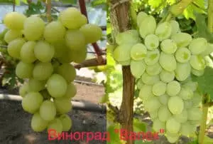 La storia dell'allevamento, della descrizione e delle caratteristiche delle varietà di uva e delle caratteristiche di coltivazione ibrida