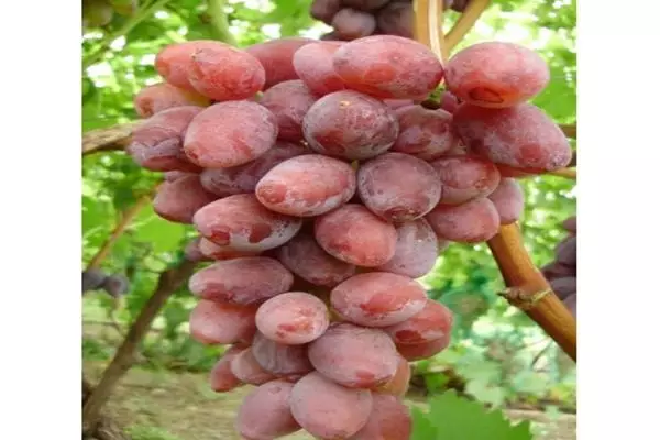 Les raisins ont grandi