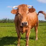 牛がお腹を上げた場合、どうすればよい：家で始める方法 4586_12