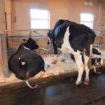 Vad ska man göra om koen stod upp i magen: hur man börjar hemma 4586_13