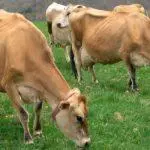 牛がお腹を上げた場合、どうすればよい：家で始める方法 4586_14